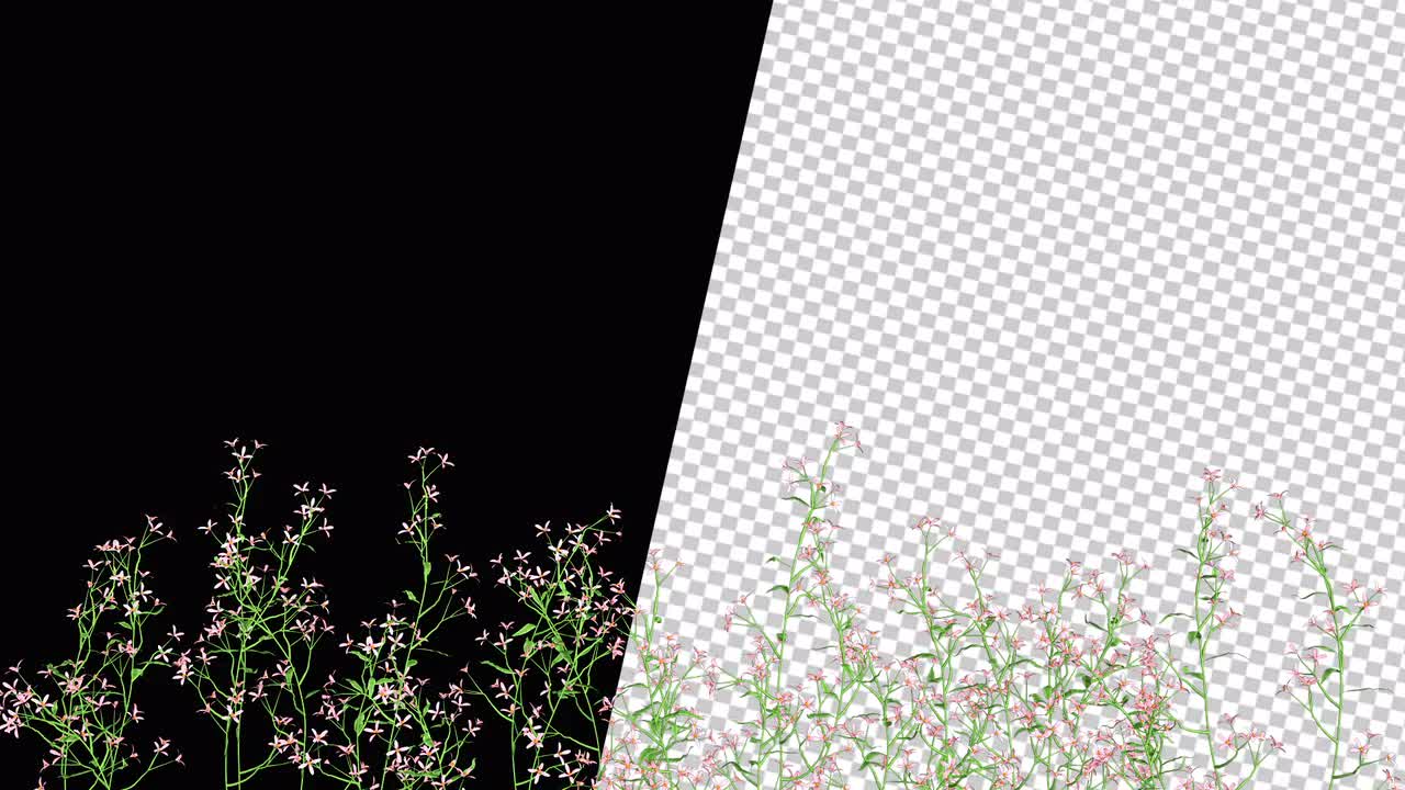 Flowering Shrub Overlay - Stock Motion Graphics | Motion Array