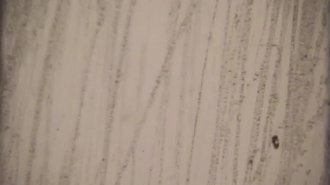 Stock Video Dust | Motion Array