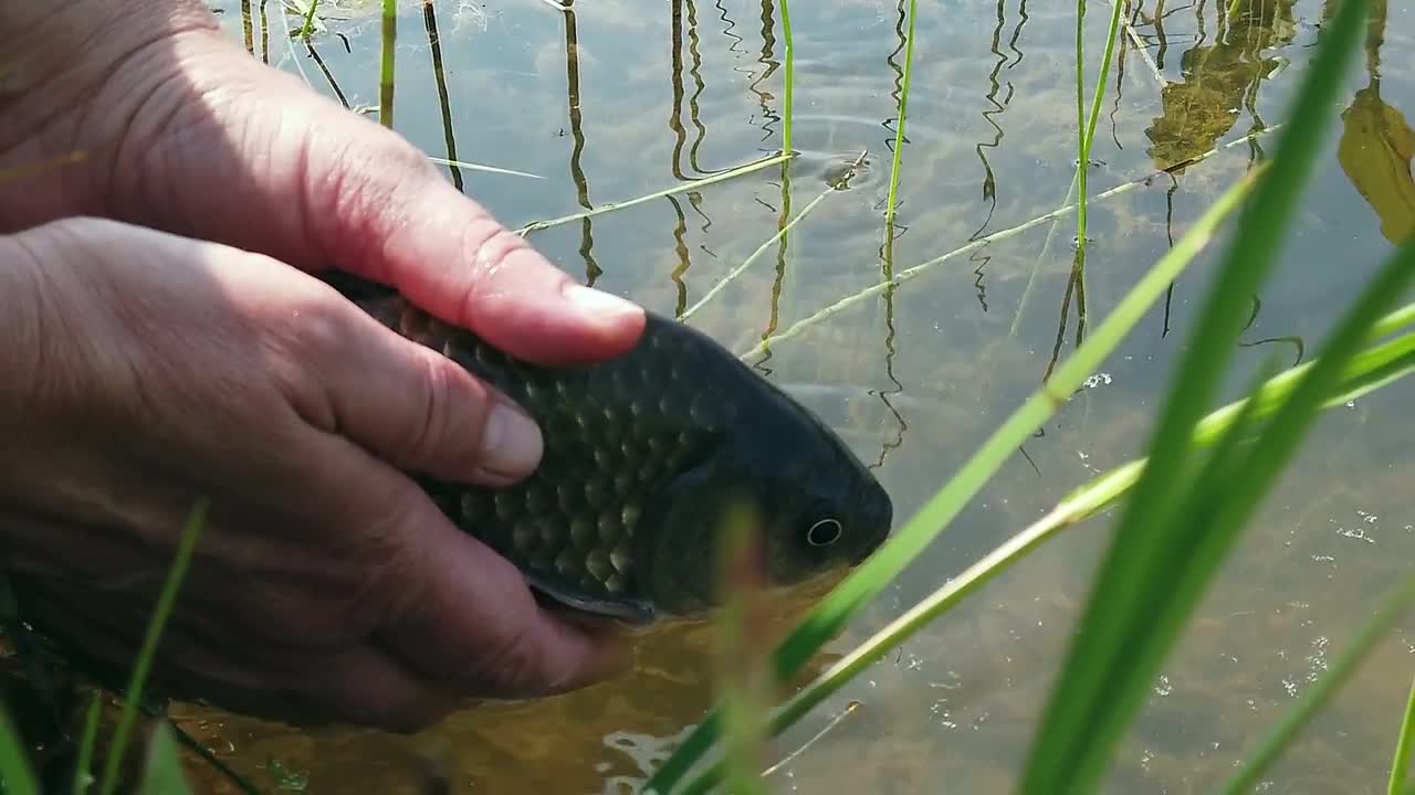 Releasing Fish Into Water - Stock Video | Motion Array