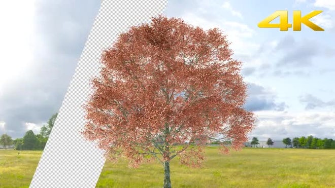 Red Oak Tree 4K - Stock Motion Graphics | Motion Array