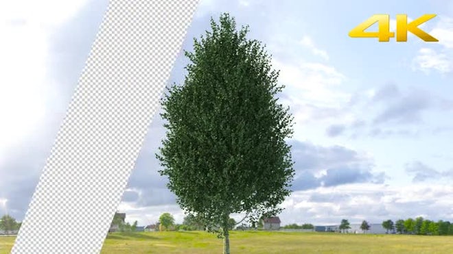 Pine Tree Alpha 4K - Stock Motion Graphics | Motion Array