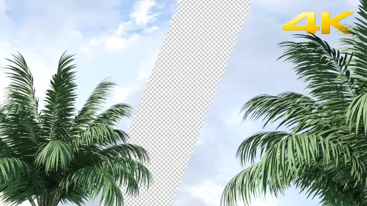 Palm Trees Alpha 4K - Stock Motion Graphics | Motion Array