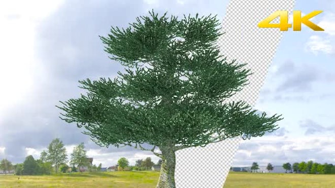 Oak Tree 4K Alpha - Stock Motion Graphics | Motion Array