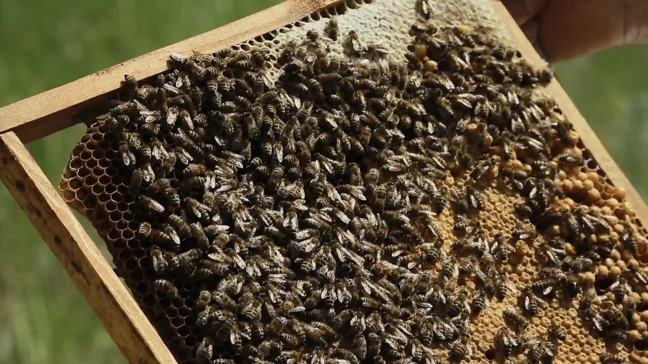 Swarm Of Bees - Stock Video | Motion Array