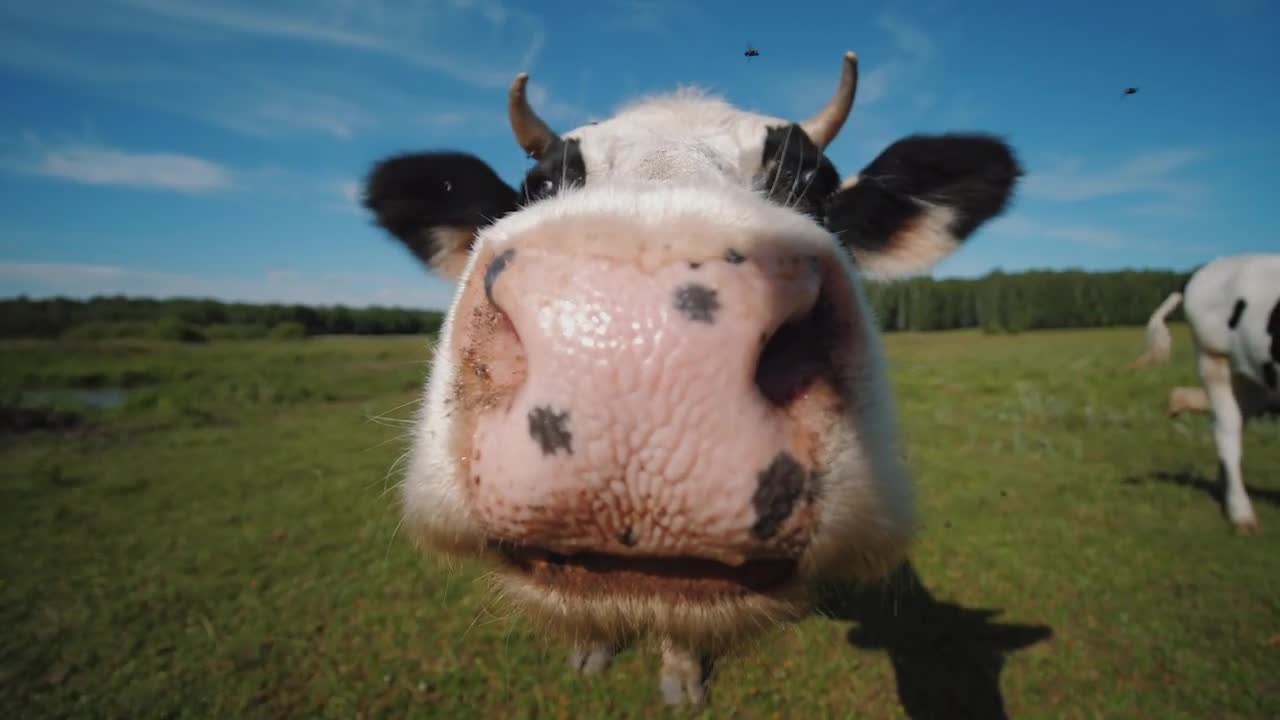 Cow Sniffing Camera - Stock Video | Motion Array