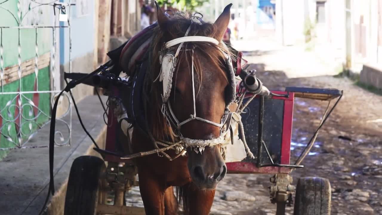 Horse Pulled Cart In Cuba - Stock Video | Motion Array