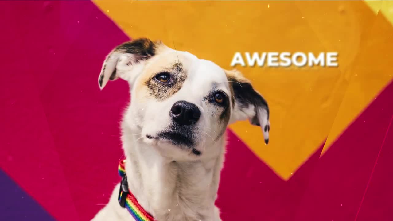 Universal Slideshow 3 - Premiere Pro Templates | Motion Array