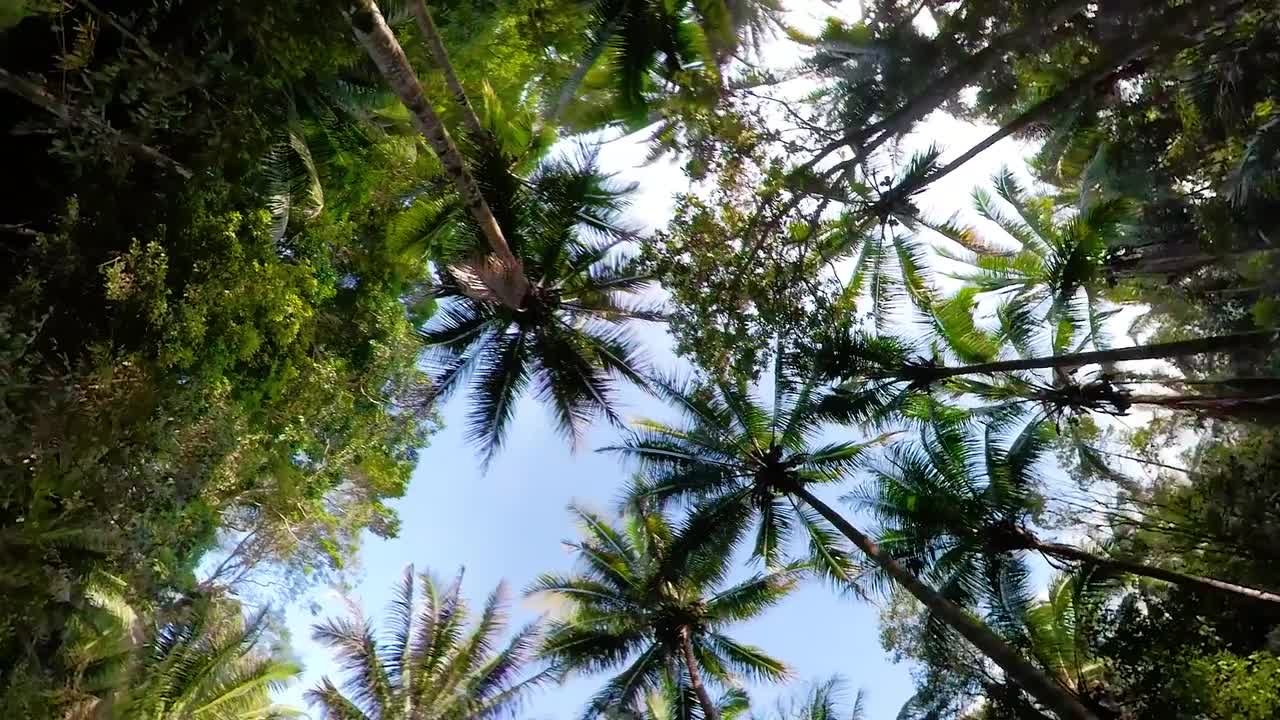 Rainforest In Indonesia - Stock Video | Motion Array