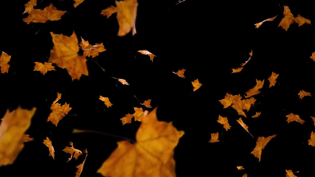 Autumn Leaves Loop - Stock Motion Graphics | Motion Array
