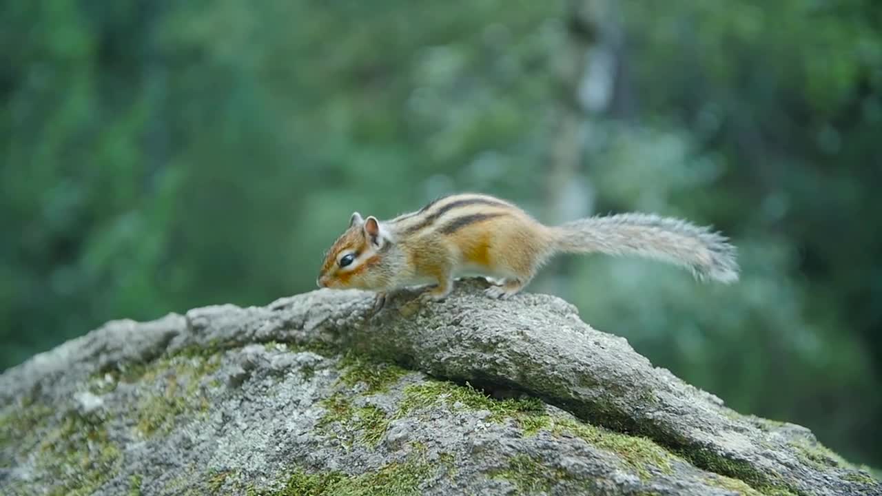 Chipmunk In The Wild - Stock Video | Motion Array