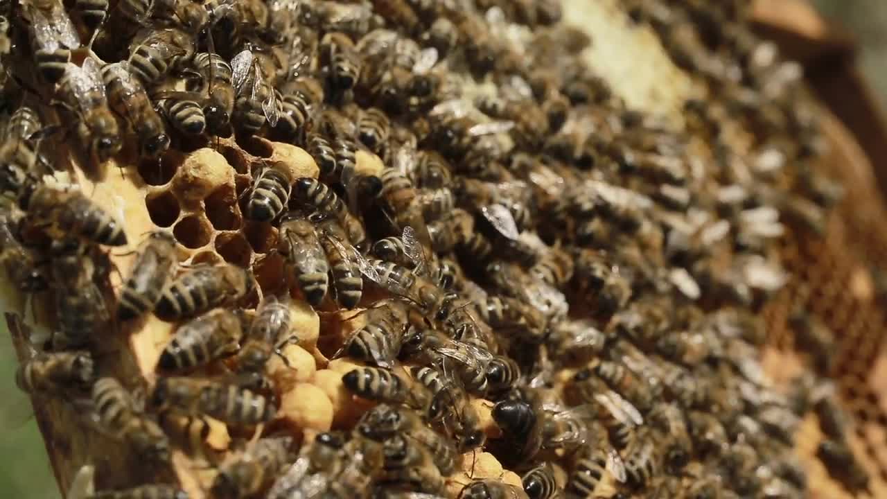 Bees On Honeycomb - Stock Video | Motion Array