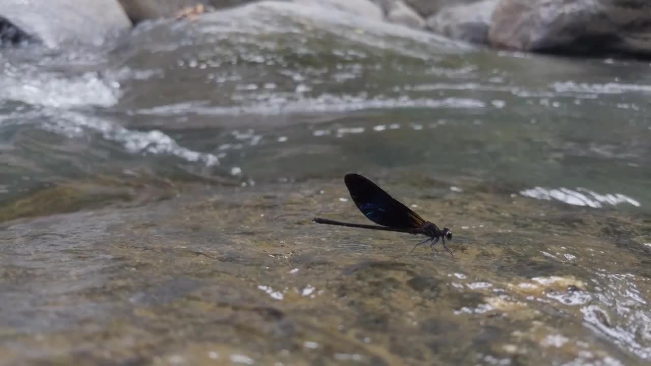Dragonfly On River Rock - Stock Video | Motion Array