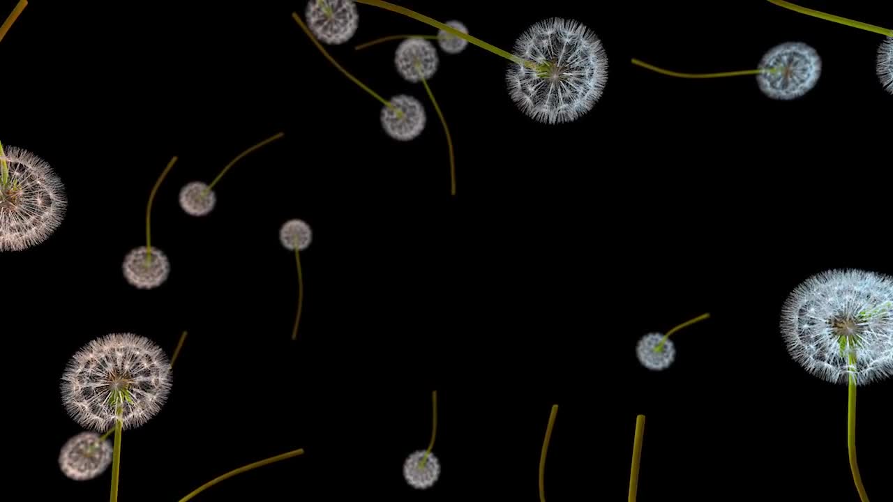 Dandelions - Stock Motion Graphics | Motion Array
