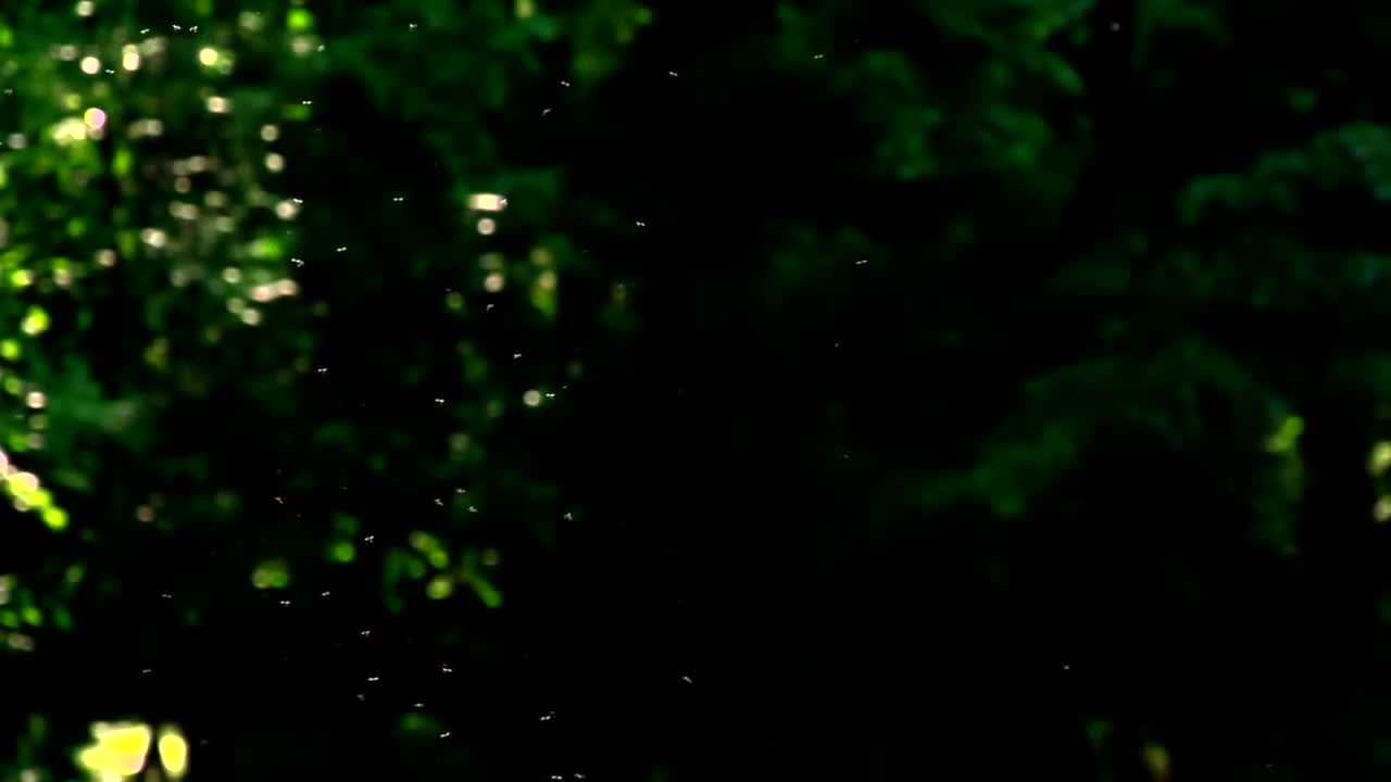 Swarm Of Flying Insects - Stock Video | Motion Array