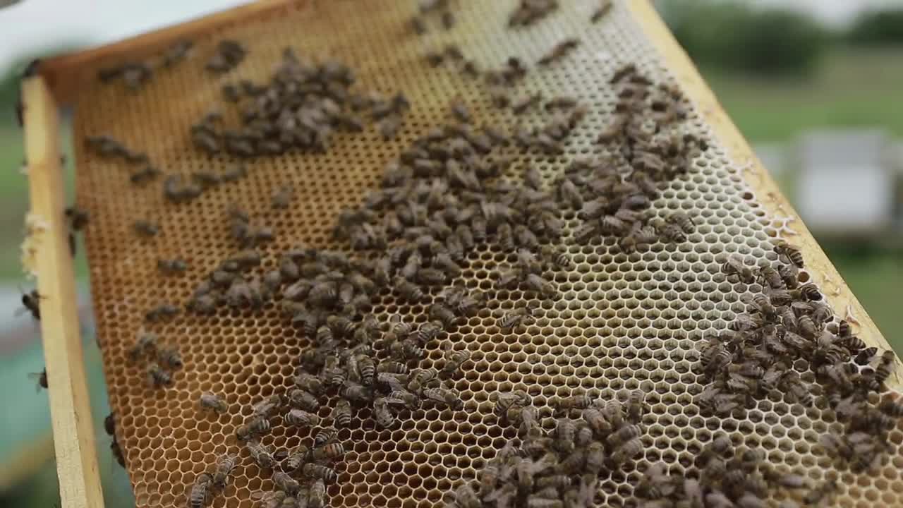 Bee Hive Honeycomb - Stock Video | Motion Array