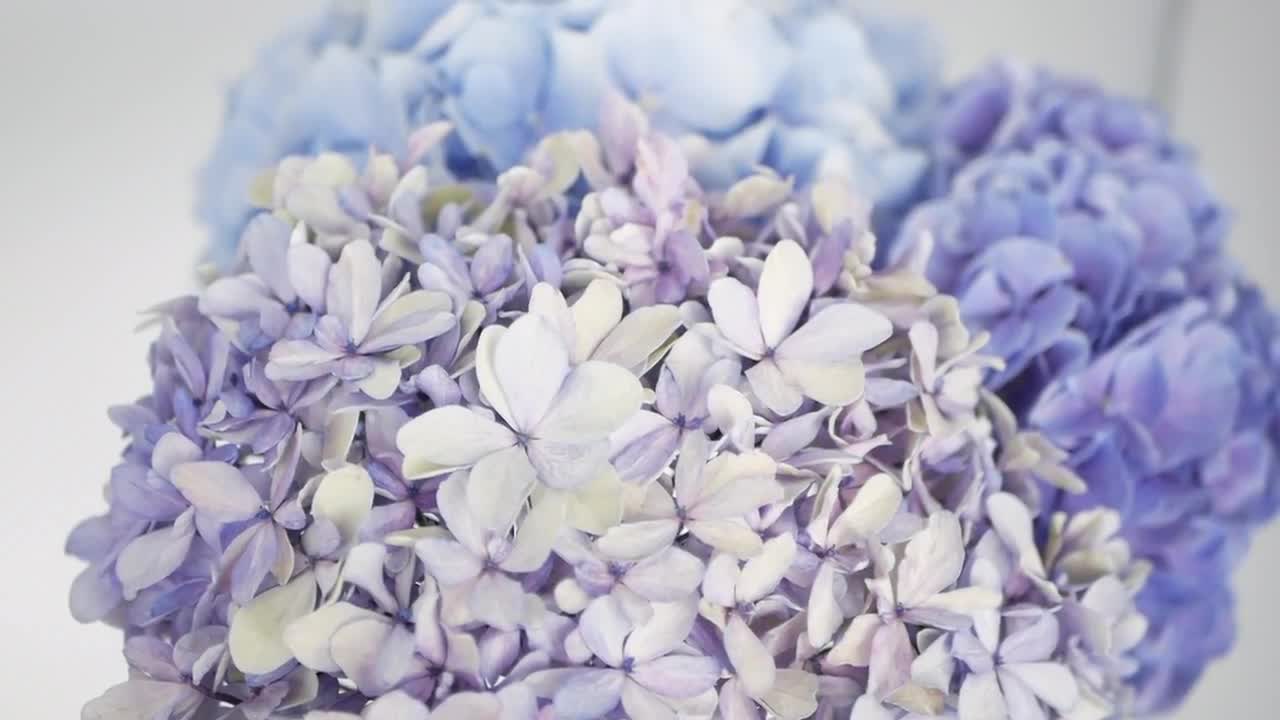 Hydrangea Flower Bouquet - Stock Video | Motion Array