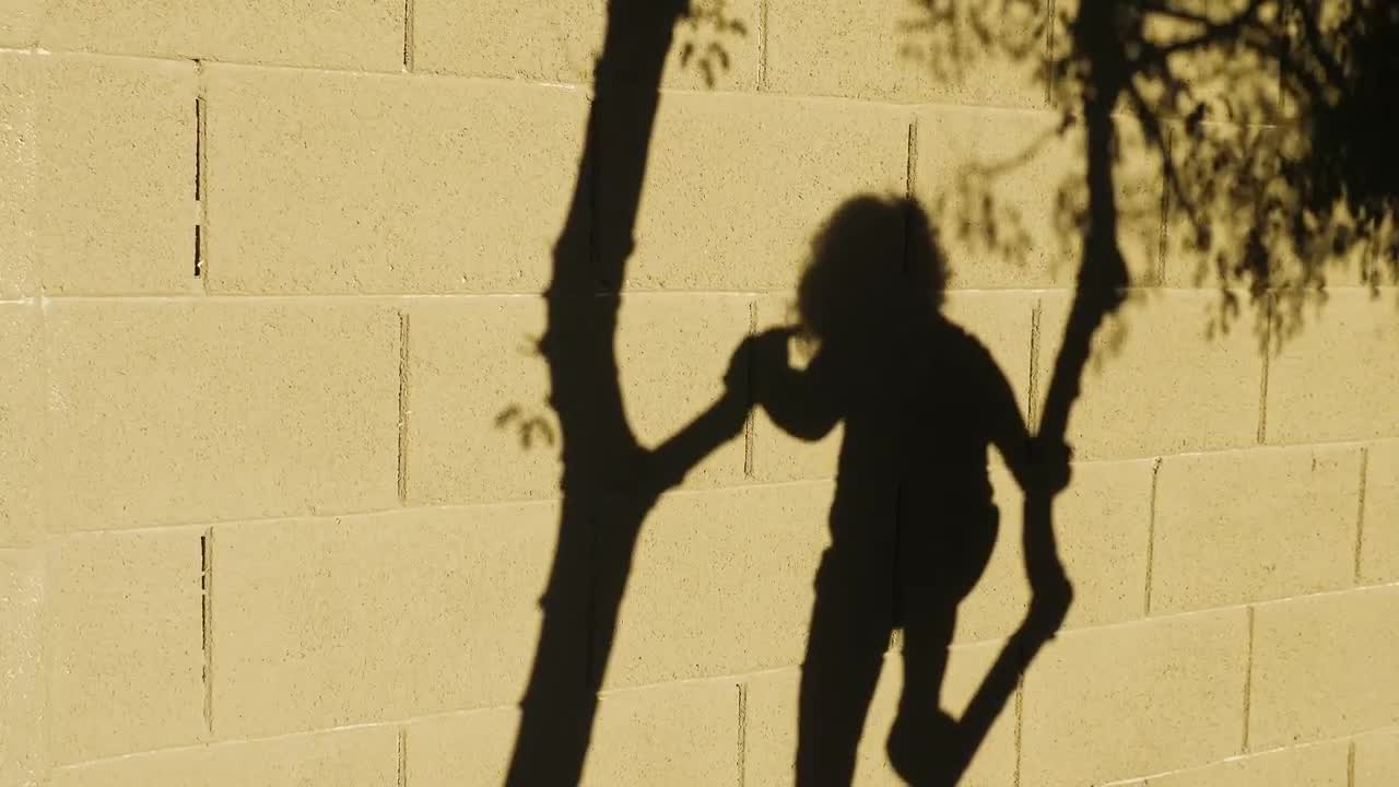 Tree Climbing Shadow - Stock Video | Motion Array