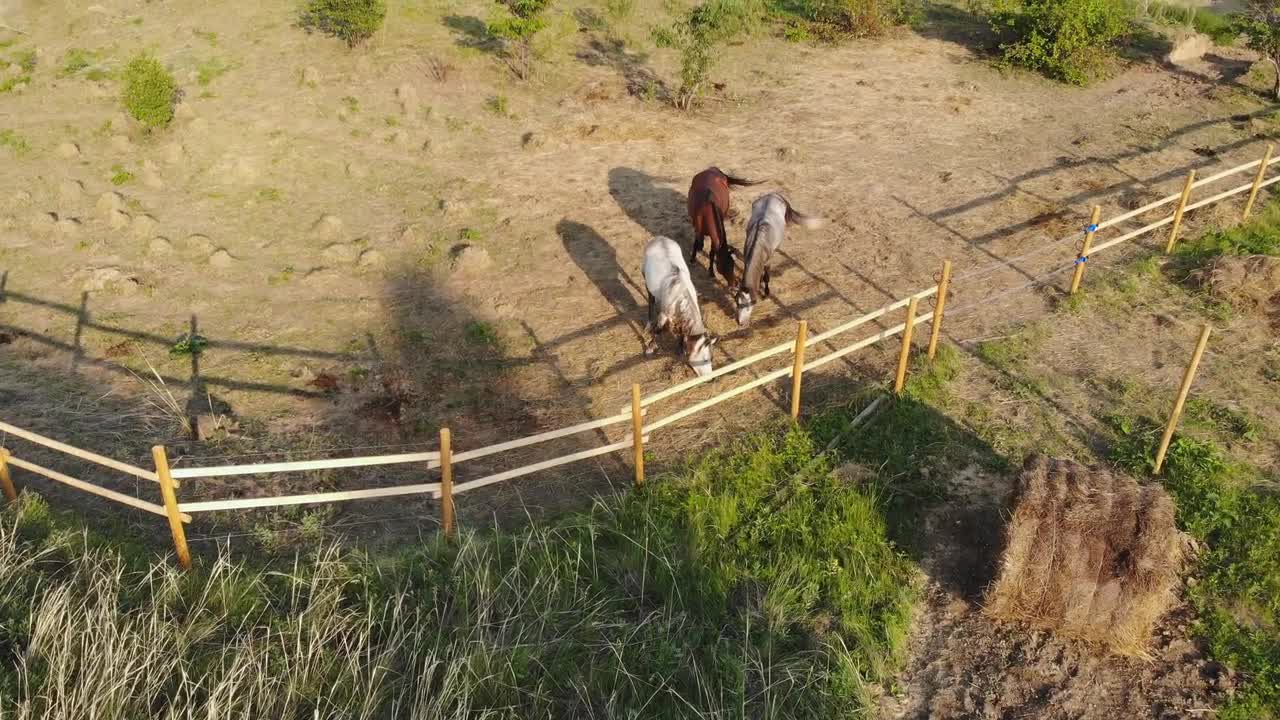 Horses Grazing In Paddock - Stock Video | Motion Array