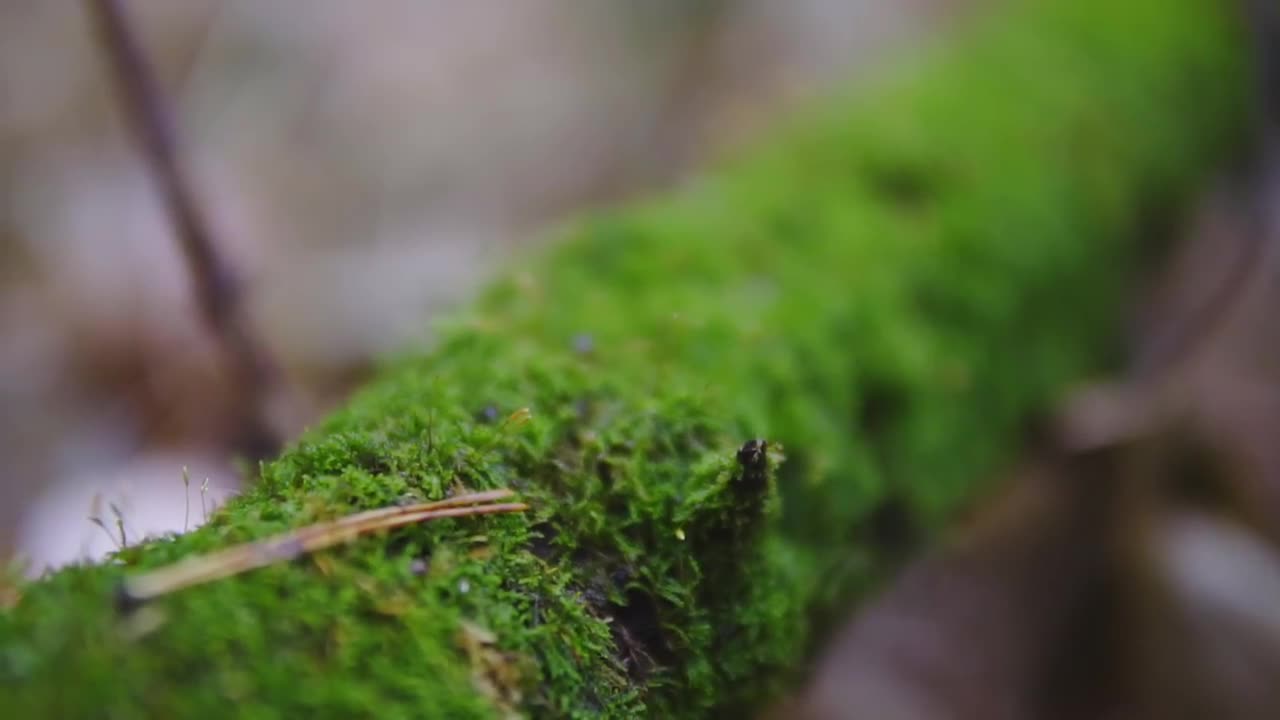 Moss On Tree Branch - Stock Video | Motion Array