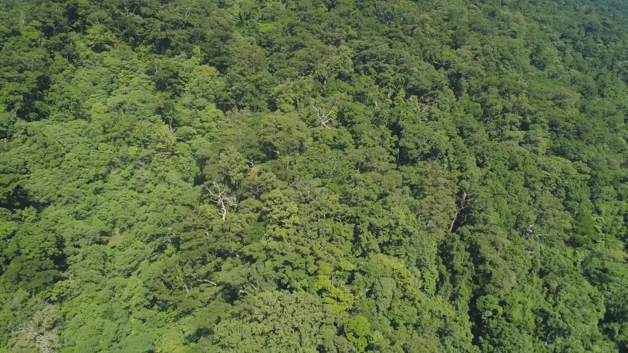 Tropical Rainforest In The Philippines - Stock Video | Motion Array