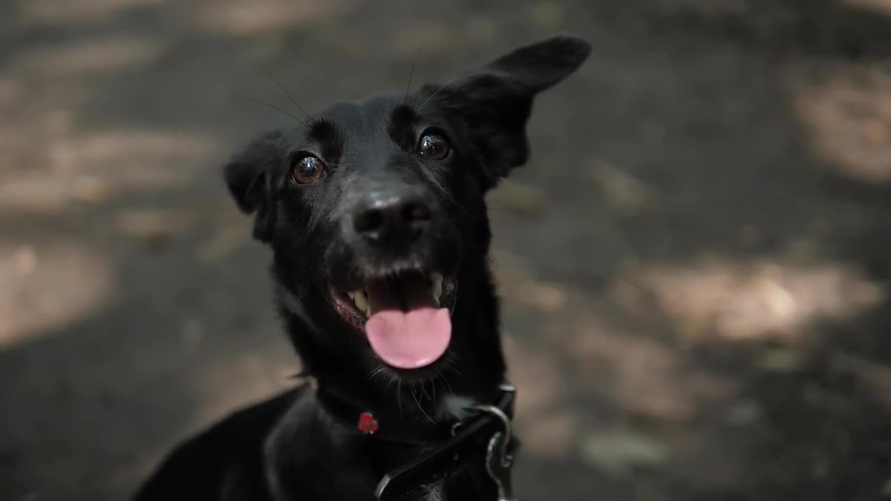 Happy Borador Dog - Stock Video | Motion Array
