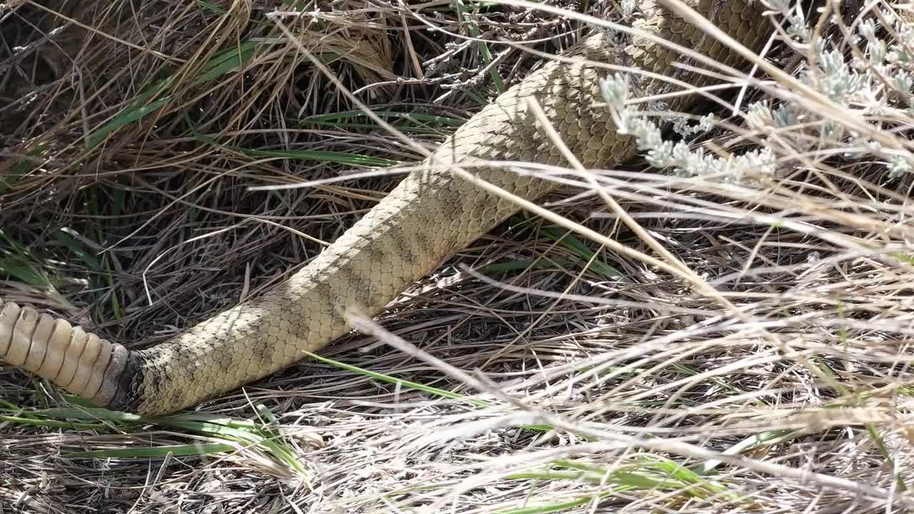 Rattlesnake Moving Through Grass - Stock Video | Motion Array