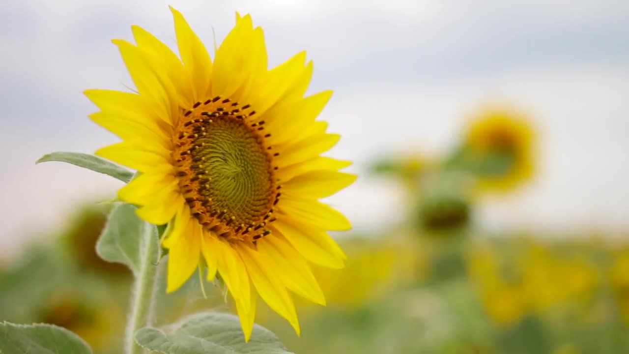 Swaying Sunflower - Stock Video | Motion Array