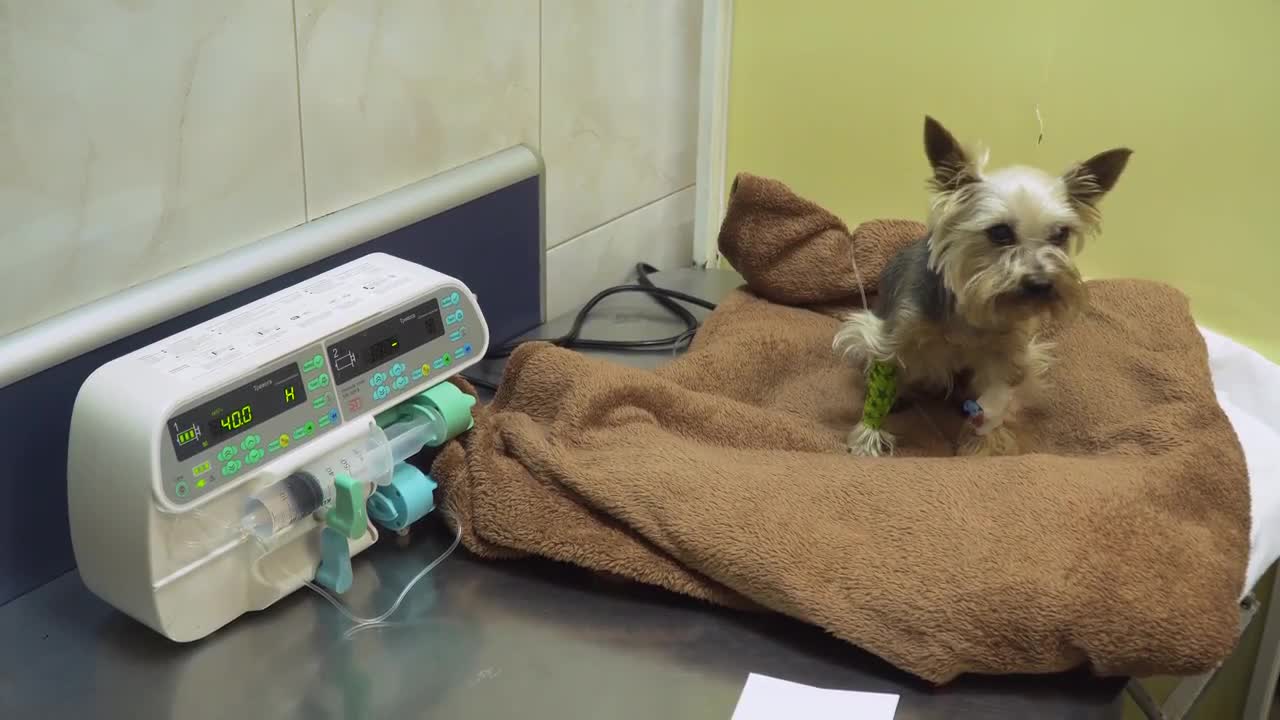 Dog With A Catheter - Stock Video | Motion Array