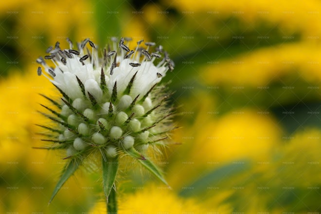 Natural Closeup On A Flowering Small Teasel Wildflower, Dipsacus ...