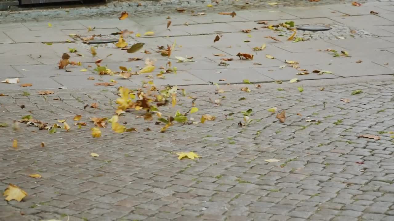 Spinning Autumn Leaves - Stock Video | Motion Array