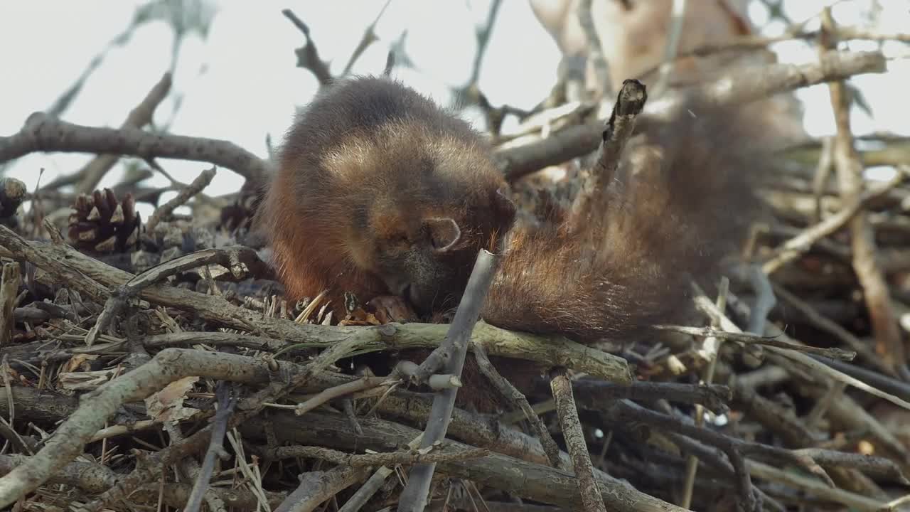 Squirrel Falling Asleep - Stock Video | Motion Array