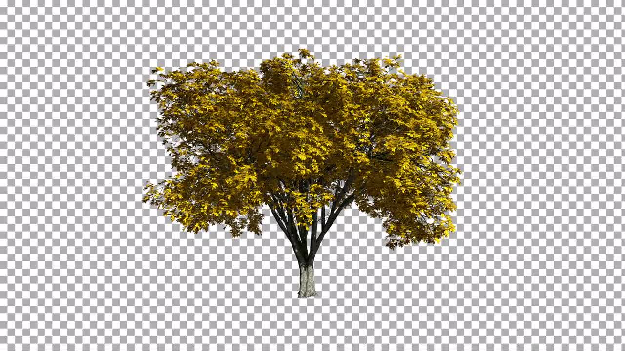 Tree In The Wind - Stock Motion Graphics | Motion Array