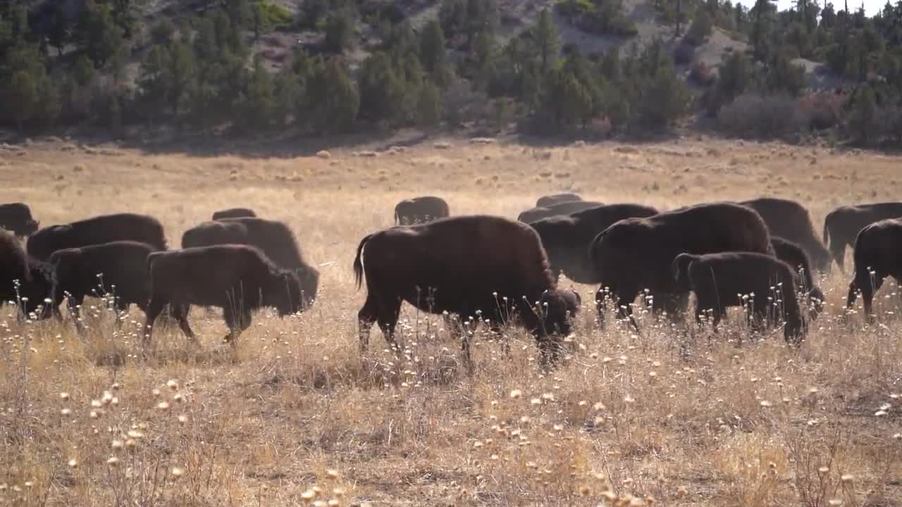 Roaming Buffalo - Stock Video | Motion Array