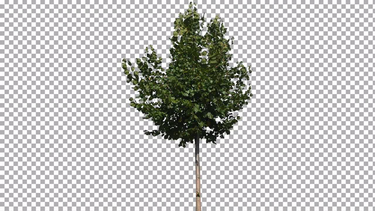 Tree Overlay - Stock Video | Motion Array