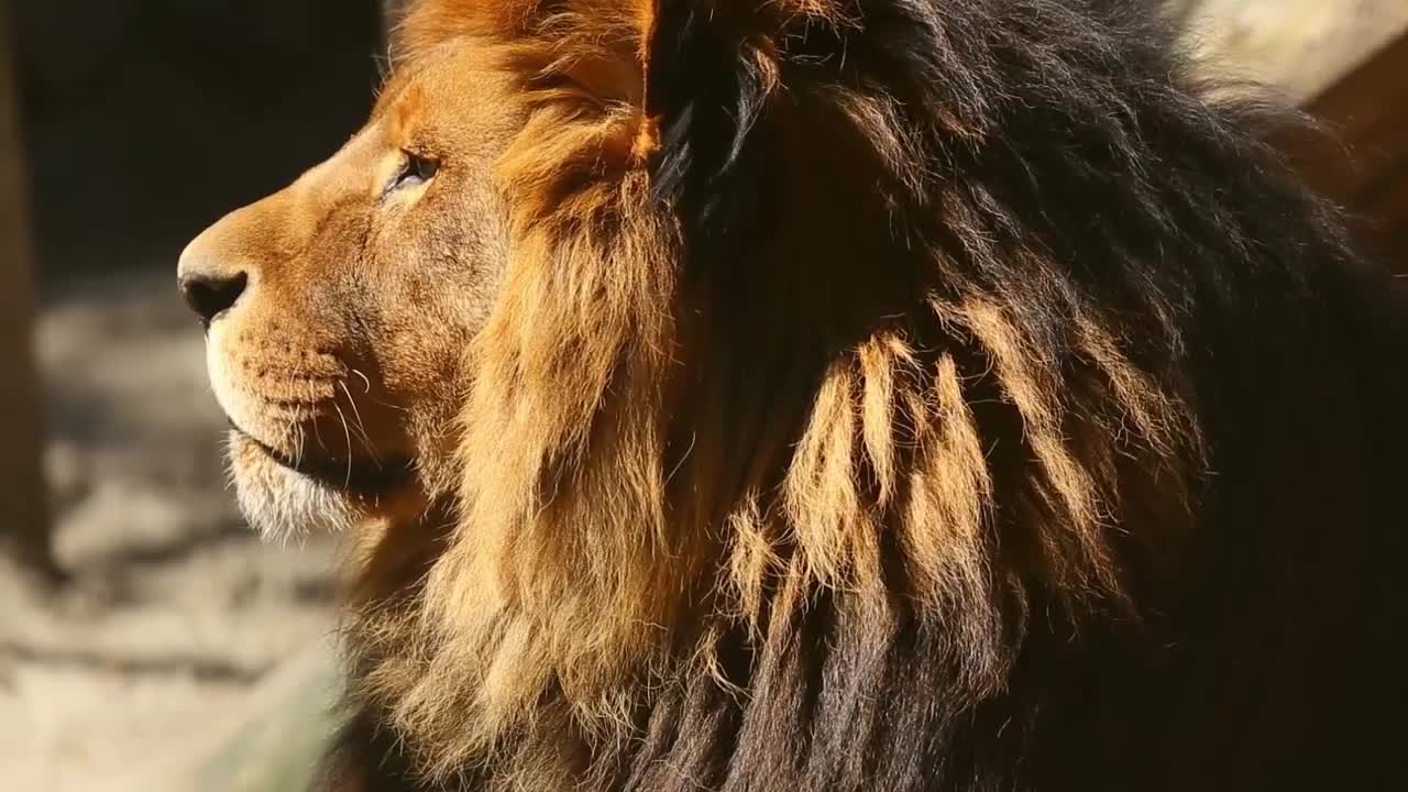 Lion - Stock Video | Motion Array