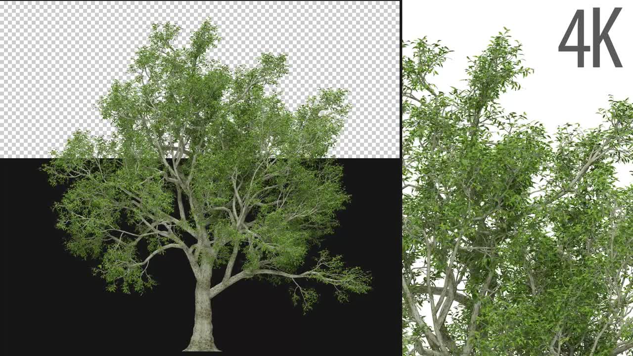 Sycamore Tree - Stock Motion Graphics | Motion Array