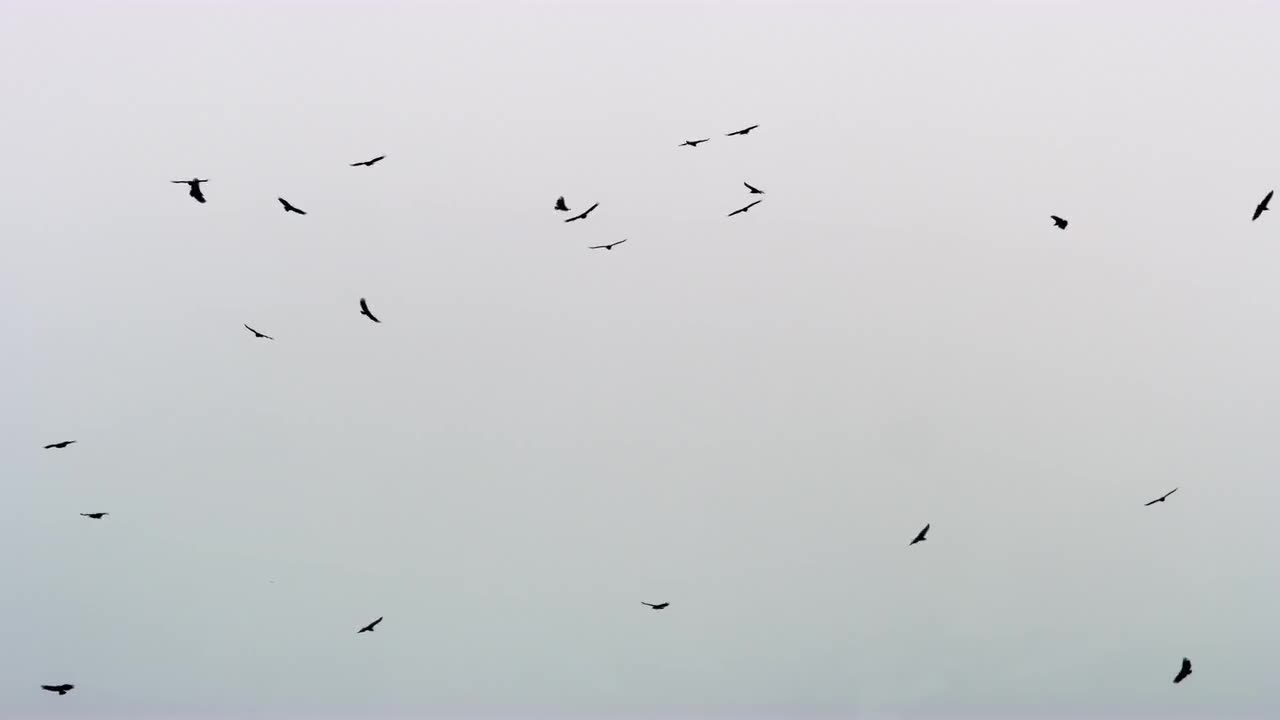 Flock Of Flying Birds - Stock Video | Motion Array