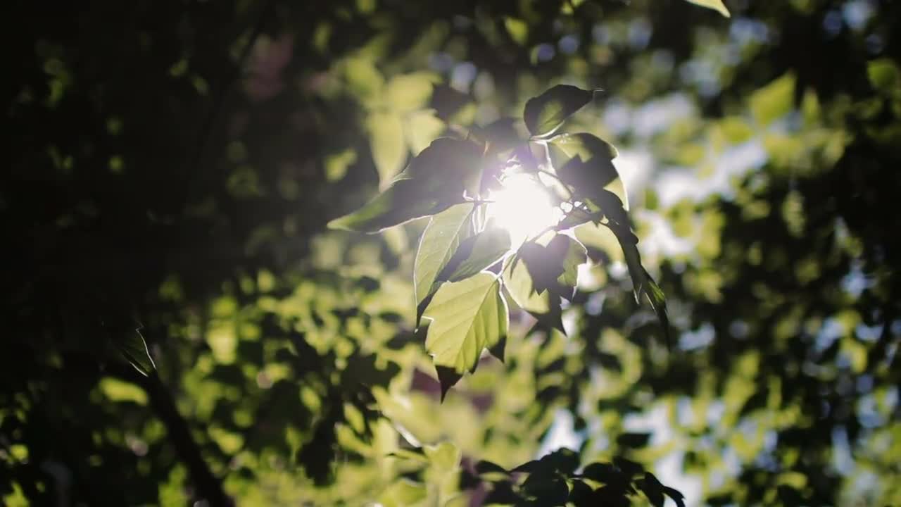 Sunlight Through Leaves - Stock Video | Motion Array
