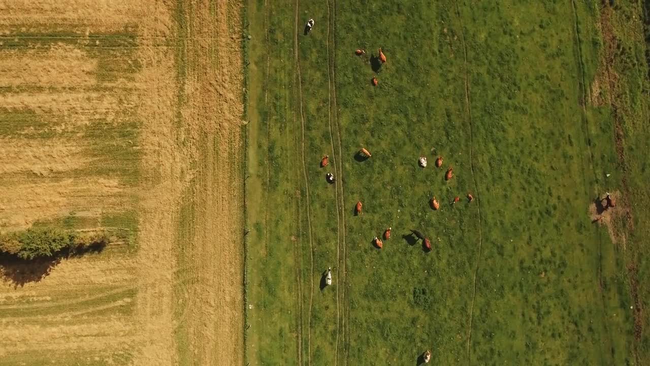 Farmland With Animals - Stock Video | Motion Array