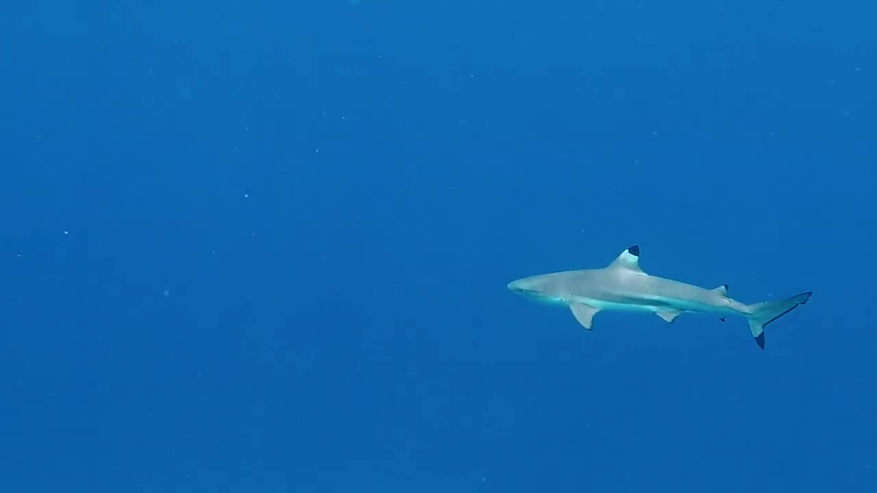 Shark - Stock Video | Motion Array