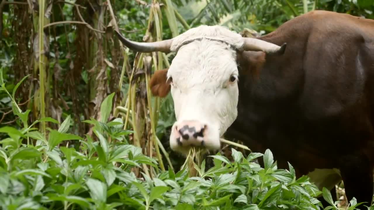 Bull Eating Grass - Stock Video | Motion Array