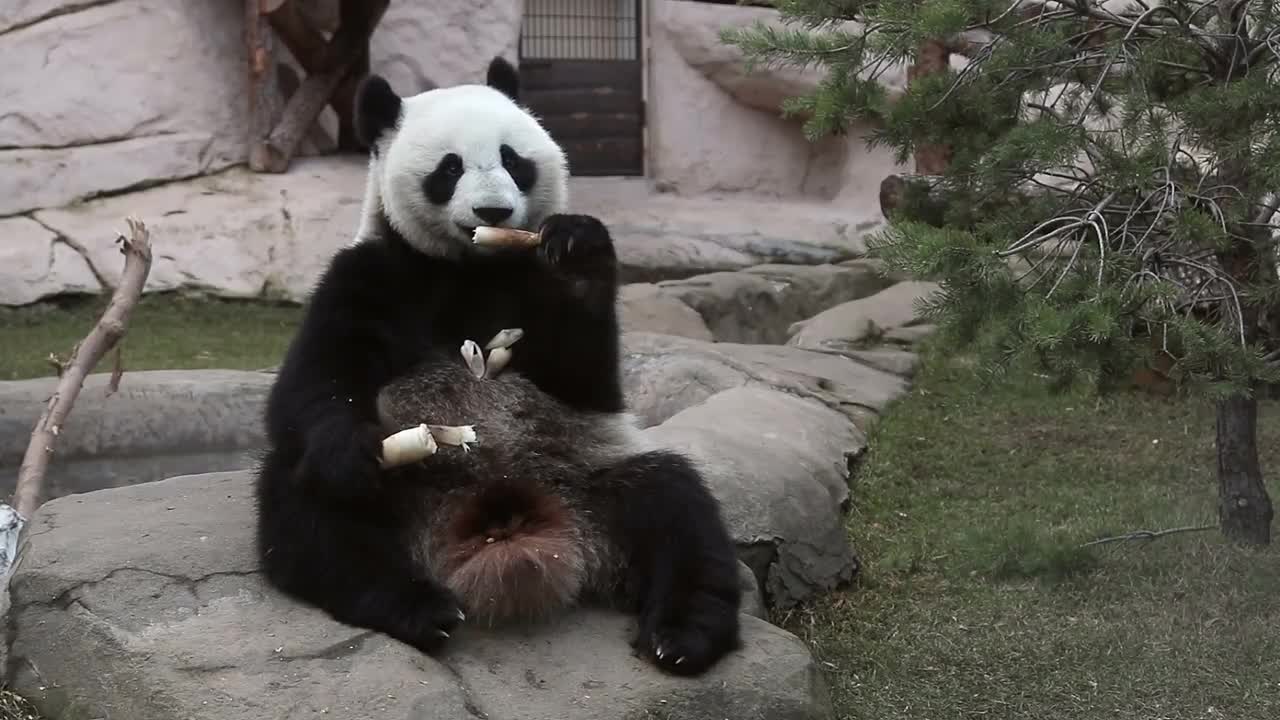 Panda Chewing On Bamboo - Stock Video | Motion Array