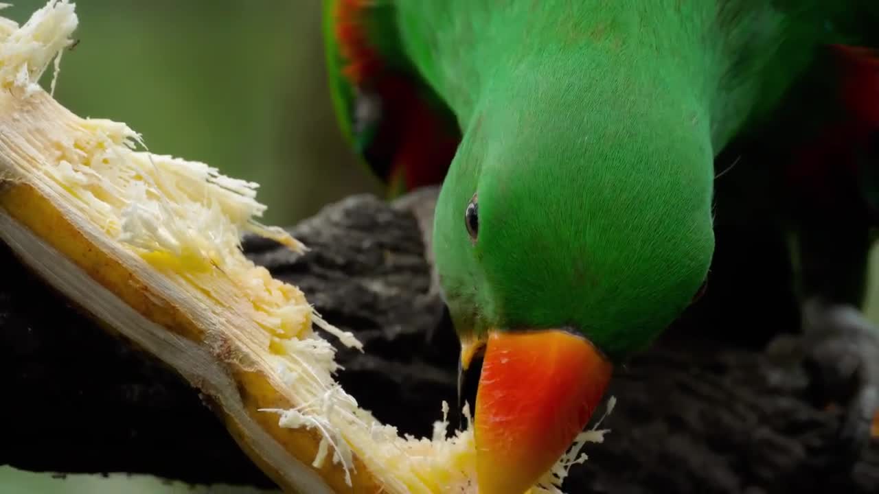 Parrot Eats Sugar Cane - Stock Video | Motion Array