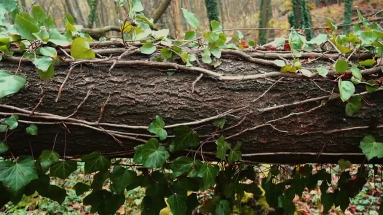 Vines Around Tree Log - Stock Video | Motion Array