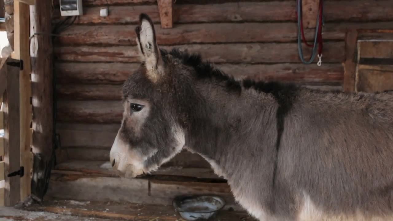 Donkey - Stock Video | Motion Array