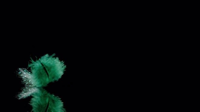 Black Feathers Falling Gif