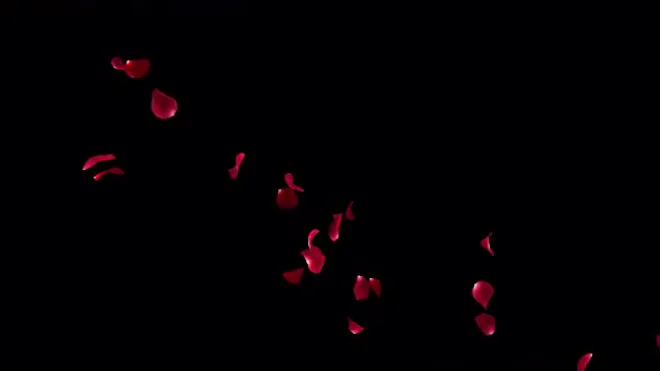 Falling Rose Petals - Stock Motion Graphics | Motion Array