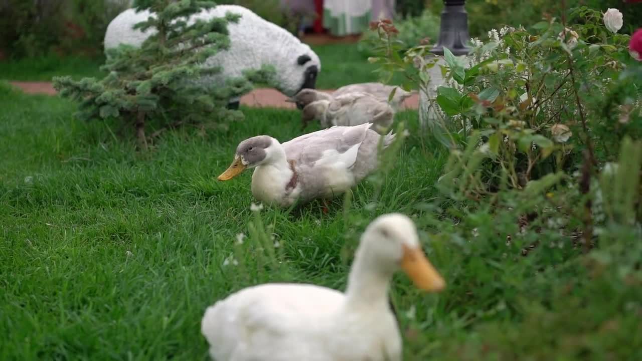 Geese Grazing In The Garden - Stock Video | Motion Array