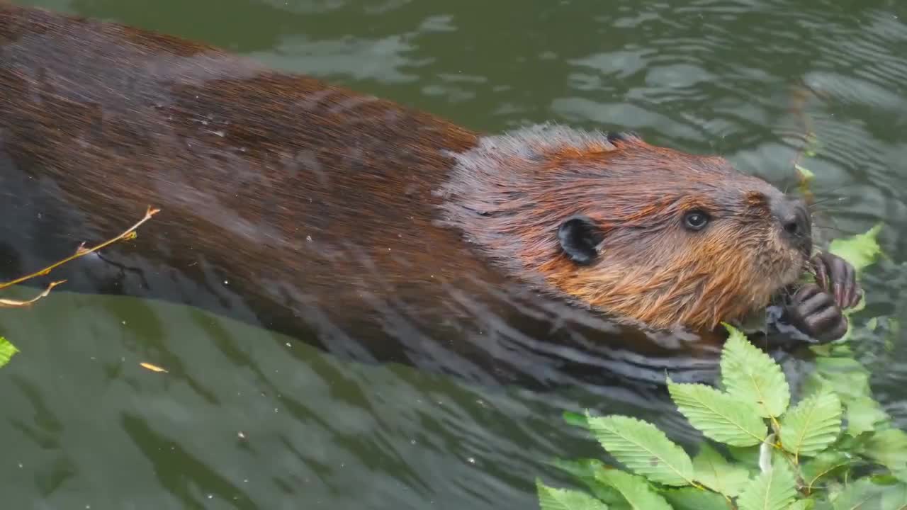 Beaver Eat Leaves - Stock Video | Motion Array