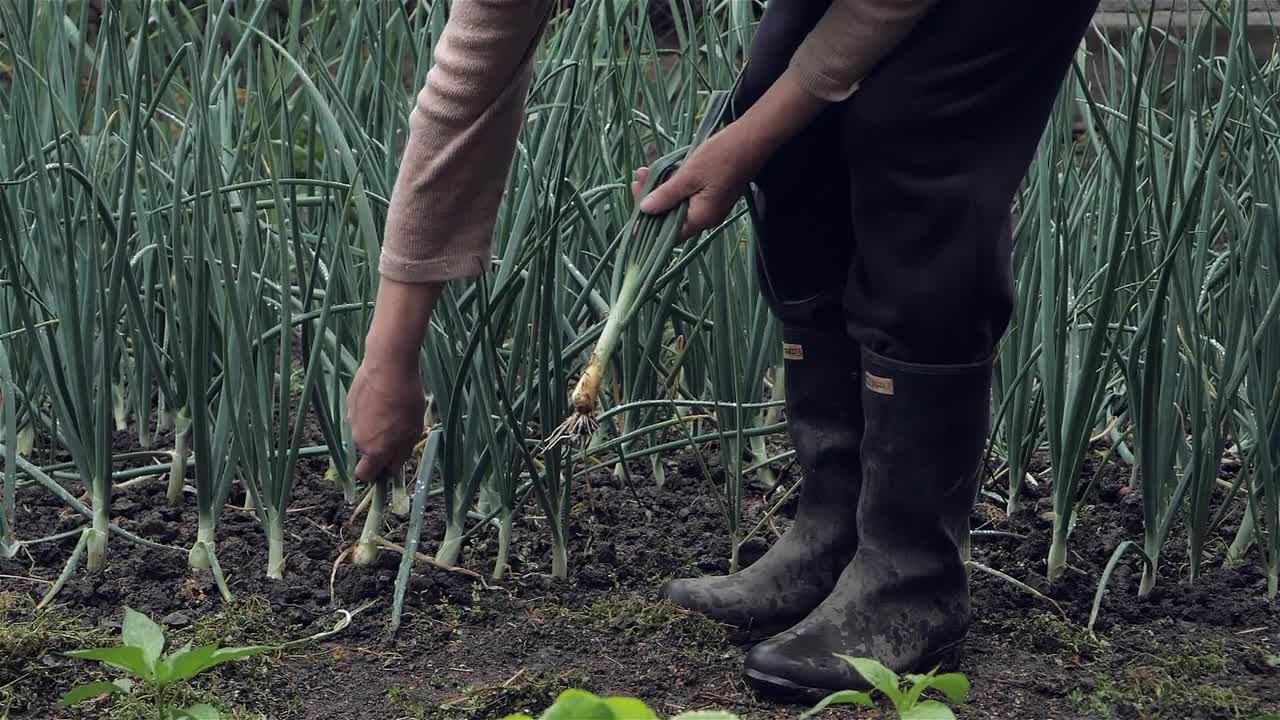Farmer Picking Crops - Stock Video | Motion Array
